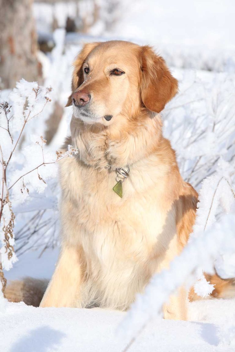 The Hovawart Dog Is A Large Farm Dog From Germany