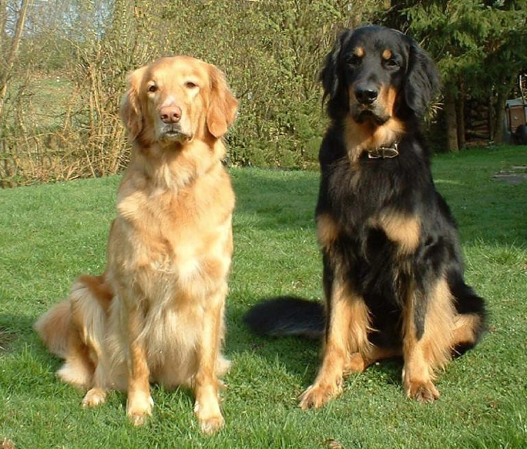 The Hovawart Dog Is A Large Farm Dog From Germany