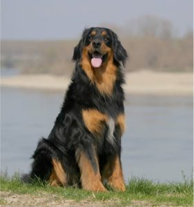 The Hovawart Dog Is A Large Farm Dog From Germany