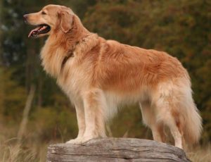 The Hovawart Dog Is A Large Farm Dog From Germany