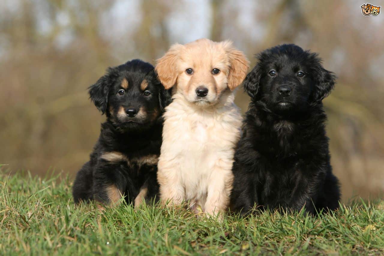 The Hovawart Dog Is A Large Farm Dog From Germany