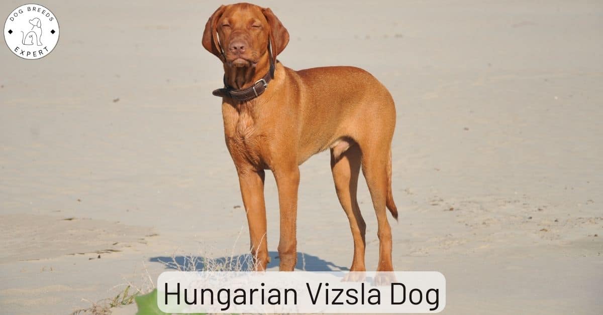 Vizsla Dog Breed Information: Facts, Traits, Pictures More | atelier ...