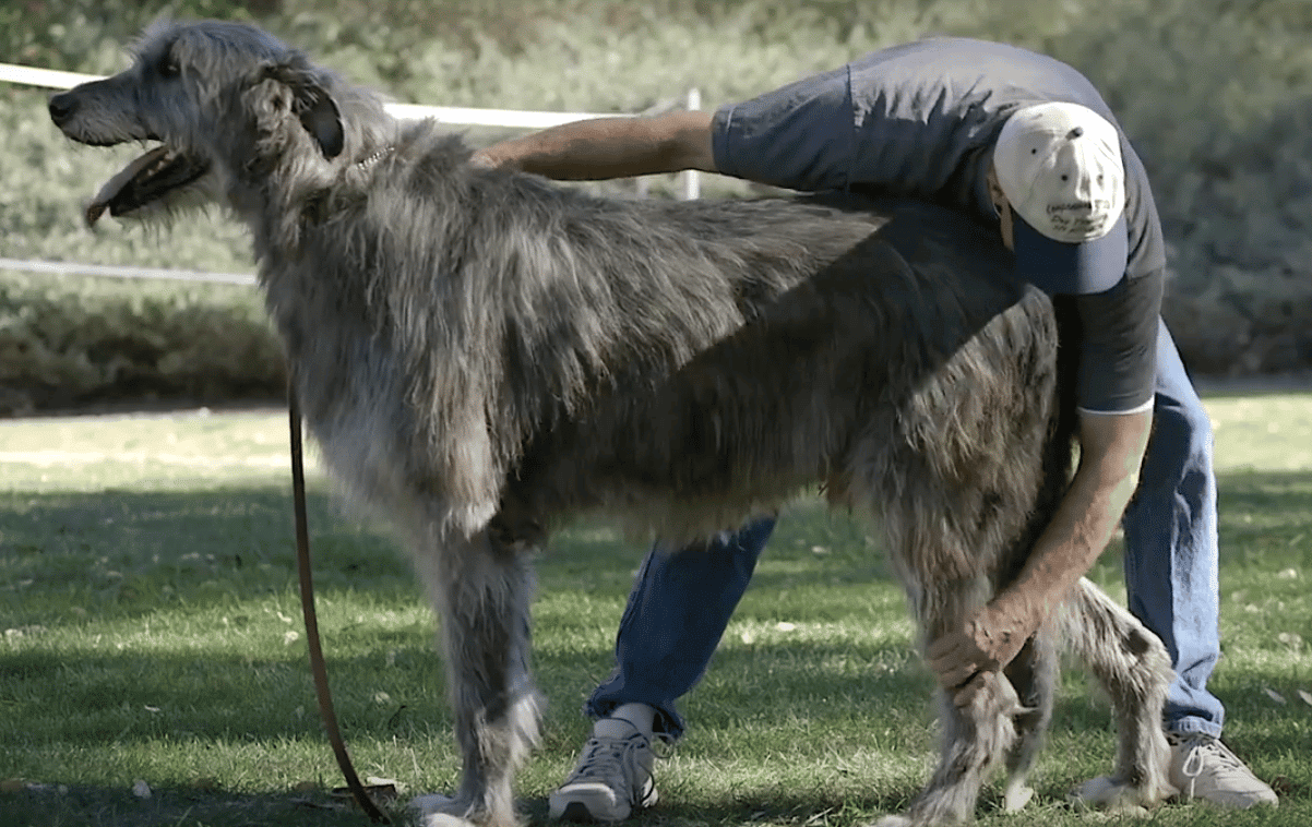 Irish Wolfhound Dog Breed Information And Facts About Wolfhounds