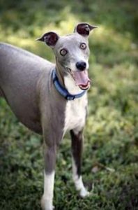 The Italian Greyhound Is A Small Dog Breed, Alert And Sociable.