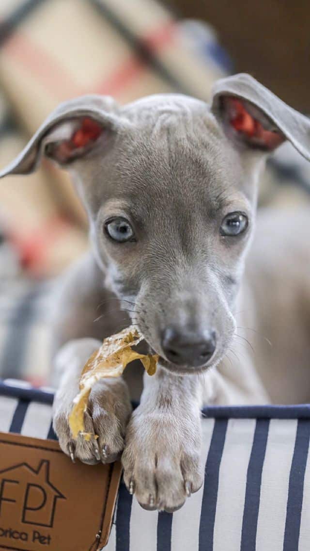 The Italian Greyhound Is A Small Dog Breed, Alert And Sociable.