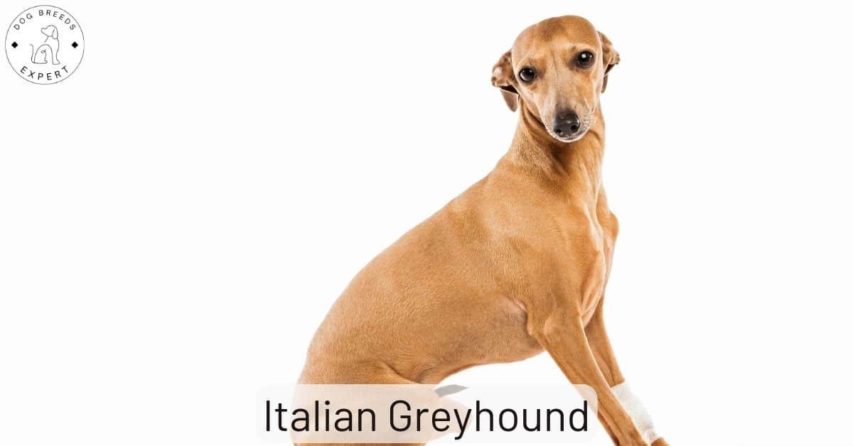 The Italian Greyhound Is A Small Dog Breed, Alert And Sociable.