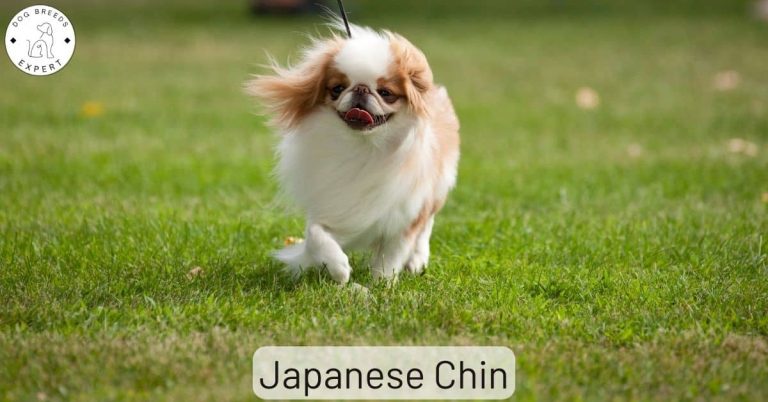 Japanese Chin Breed Profile - What's Special About These Dogs?