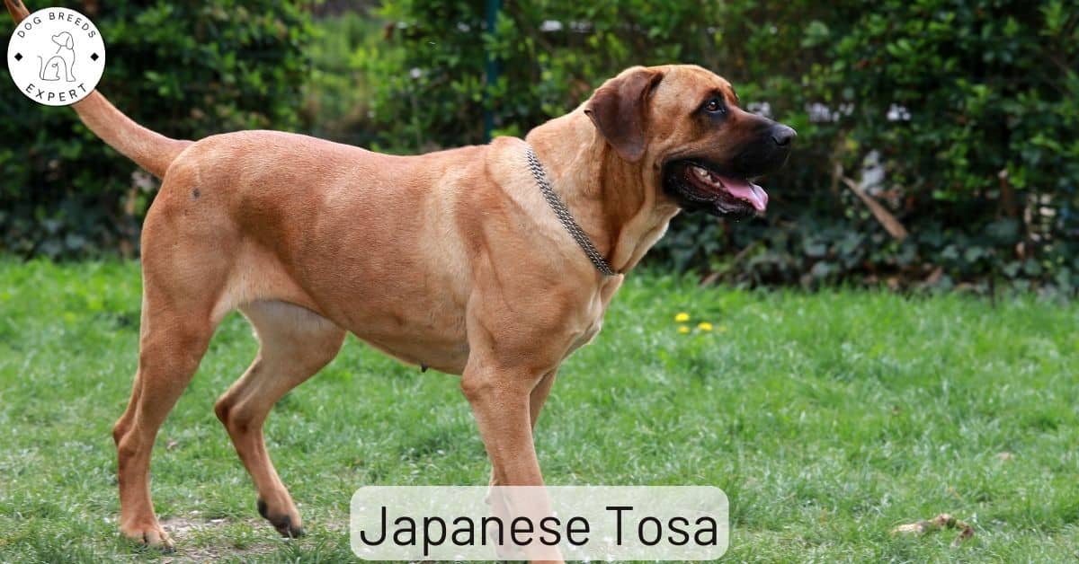 Japanese Tosa: The Sumo Wrestling Dog