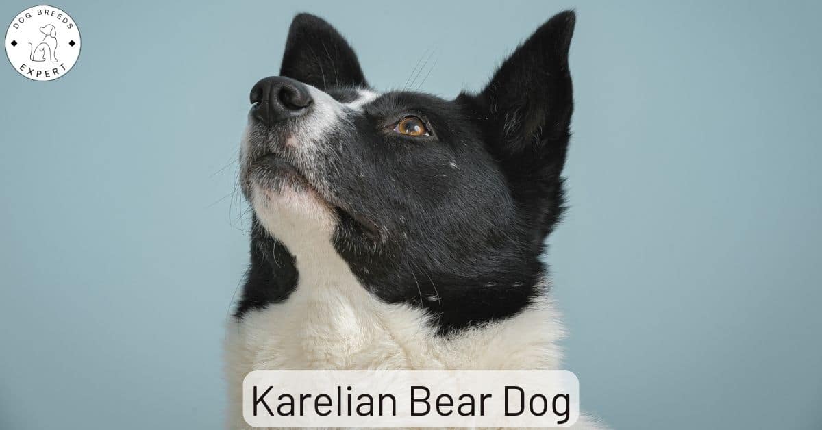 Karelian Bear Dog Hunting
