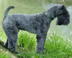 Kerry Blue Terriers Are The Biggest Of The Irish Terriers