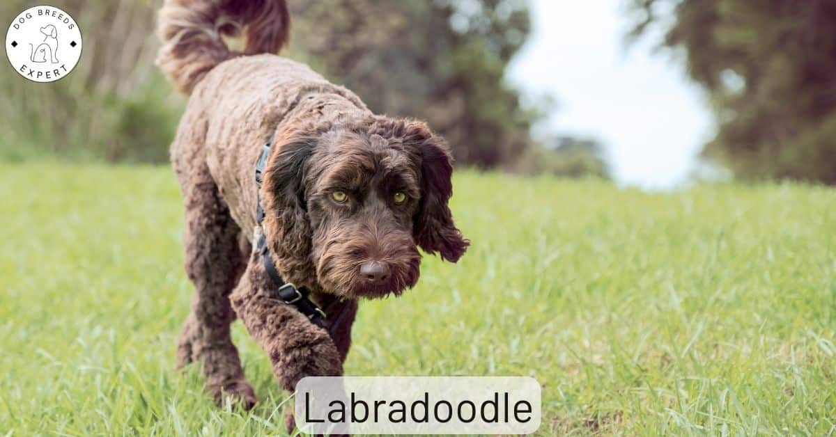 Labrador Retriever Mixes: List of the 37 Most Popular Hybrid Labs [2025]
