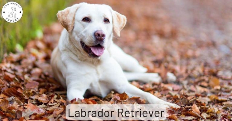 Labrador Retriever Dogs - Most Popular Dogs In The World?