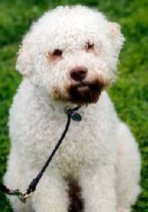 Dog Breeds List L : All Breeds Beginning With The Letter L