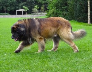 The Leonberger Dog Breed Is A Gente Giant That Inspires Respect