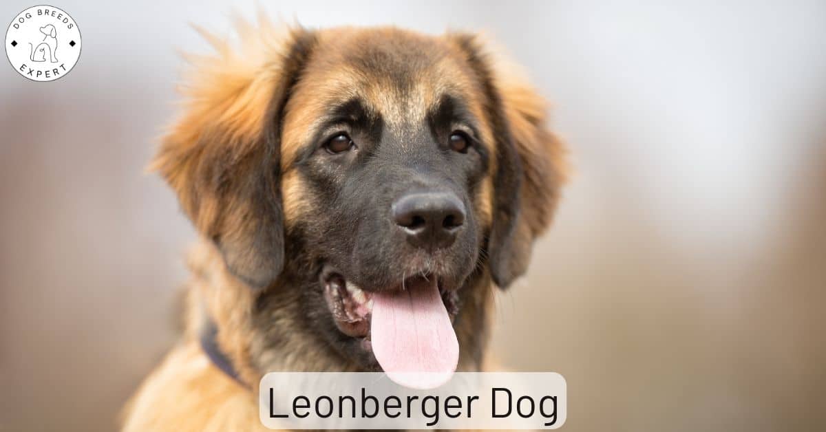 Leonberger Retriever Mix