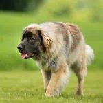 Dog Breeds List L : All Breeds Beginning With The Letter L