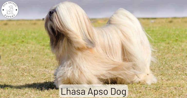 The Lhasa Apso Dog Breed Is From Tibet; An Indoor Guard Dog