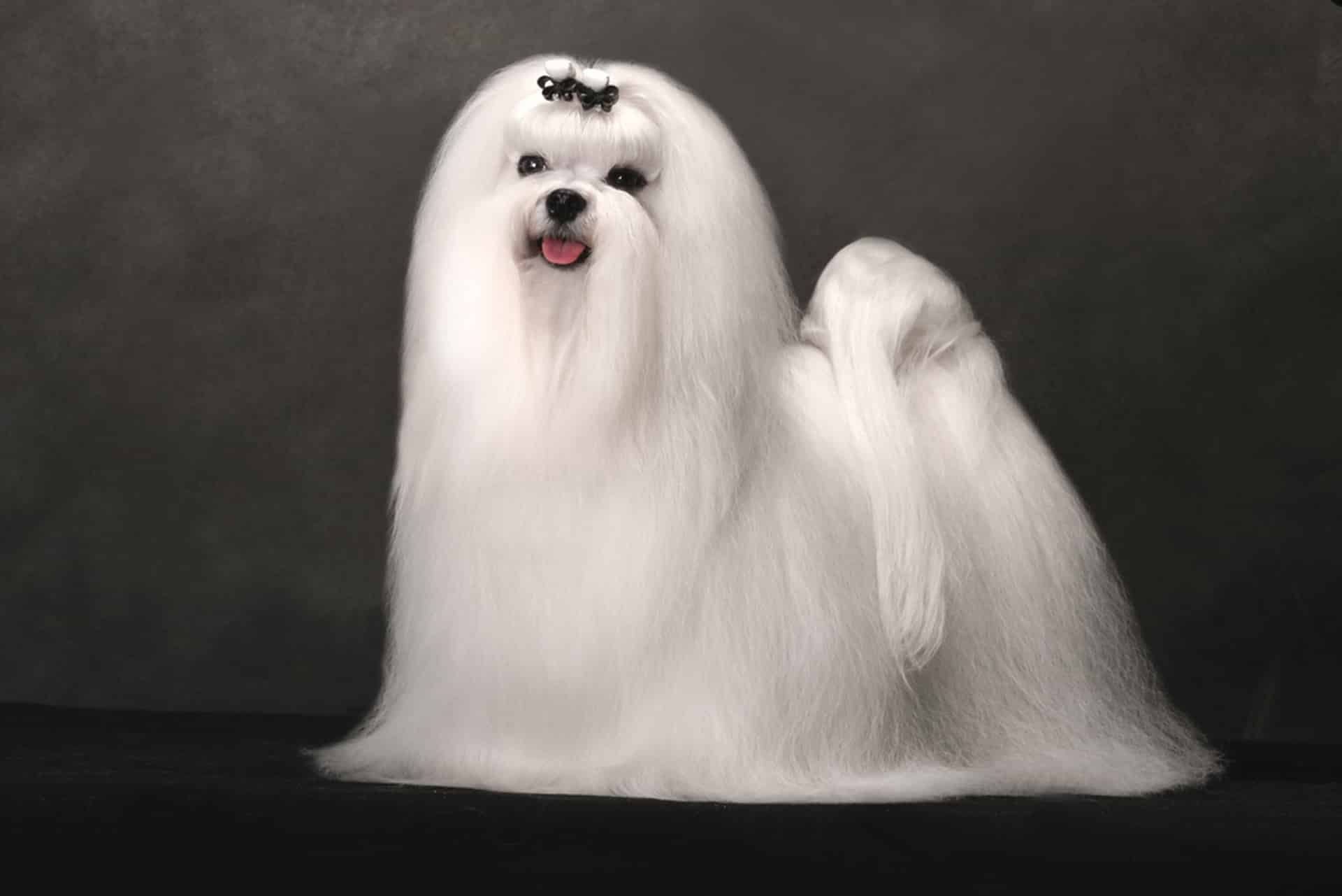 The Maltese Is A Toy Dog Breed With A Big Attitude