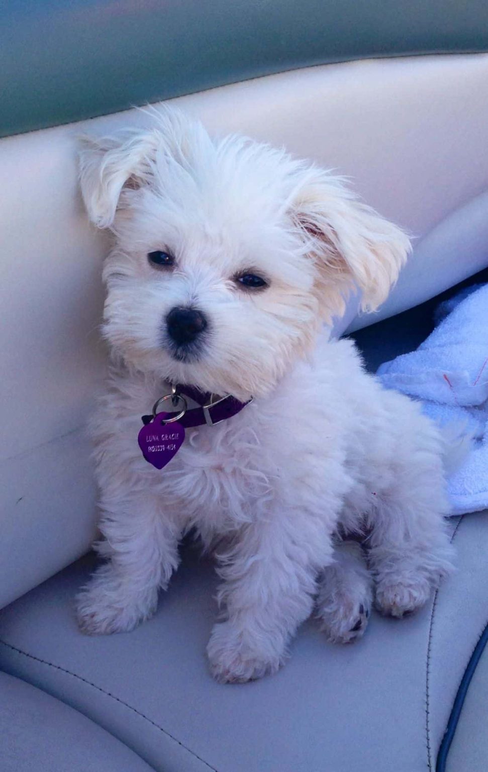 The Maltese Is A Toy Dog Breed With A Big Attitude