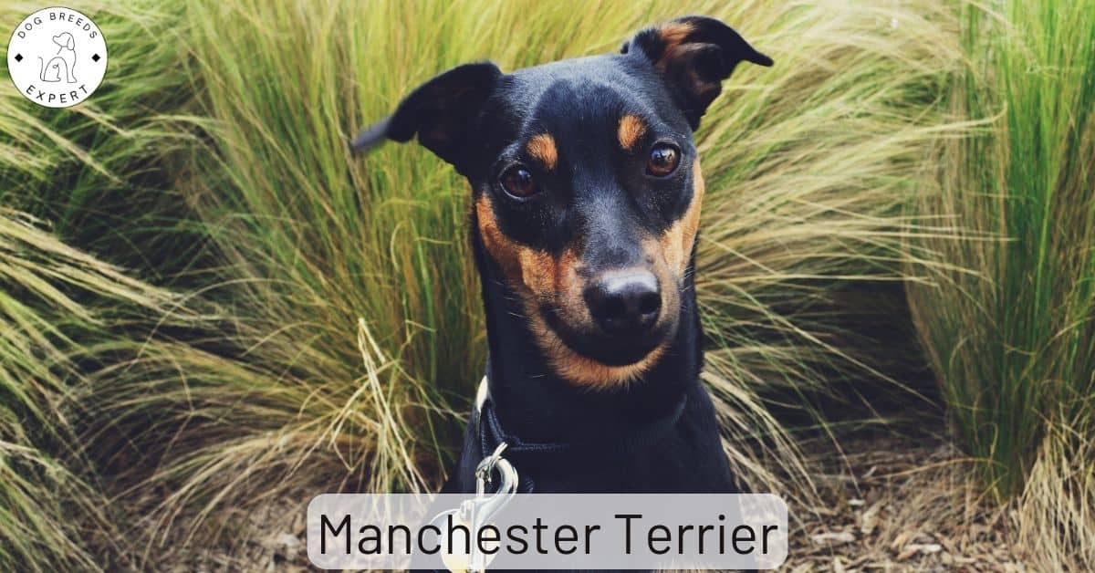 Manchester Terrier - What's Special About This Terrier?
