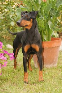 Manchester Terrier - What's Special About This Terrier?