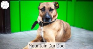 Wondering If The French Bulldog Makes A Good Family Pet?