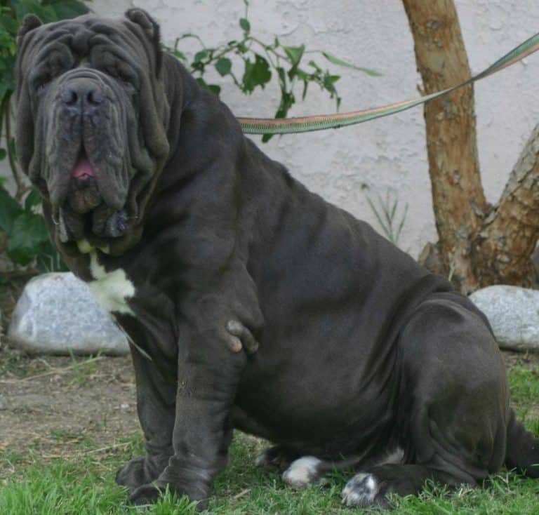 Neapolitan Mastiff - Everything About This Massive Dog Breed.