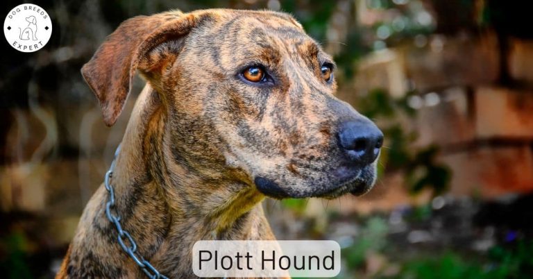 The Plott Hound - One Of 6 Coonhound Dog Breeds