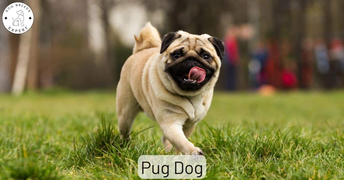 Are Pugs Good House Dogs