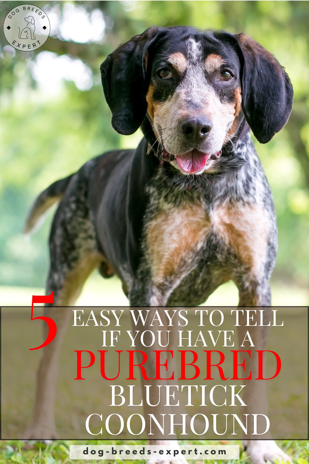 The Bluetick Coonhound - The American Hunting Dog!