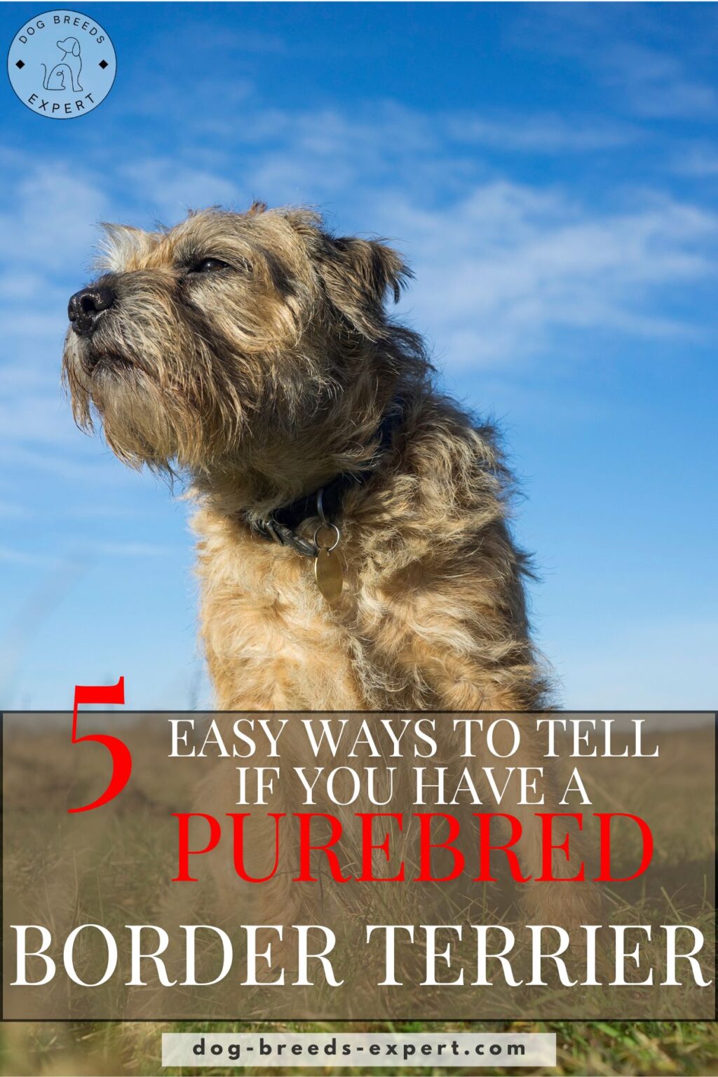 The Border Terrier - Discover this feisty little dog breed!