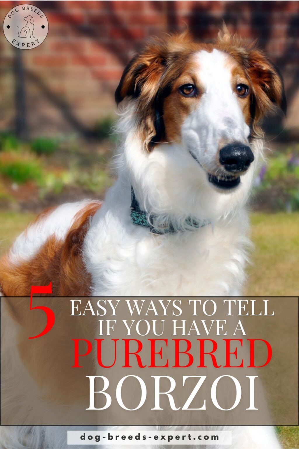 The Borzoi Dog Breed - Discover This Elegant Russian Hound
