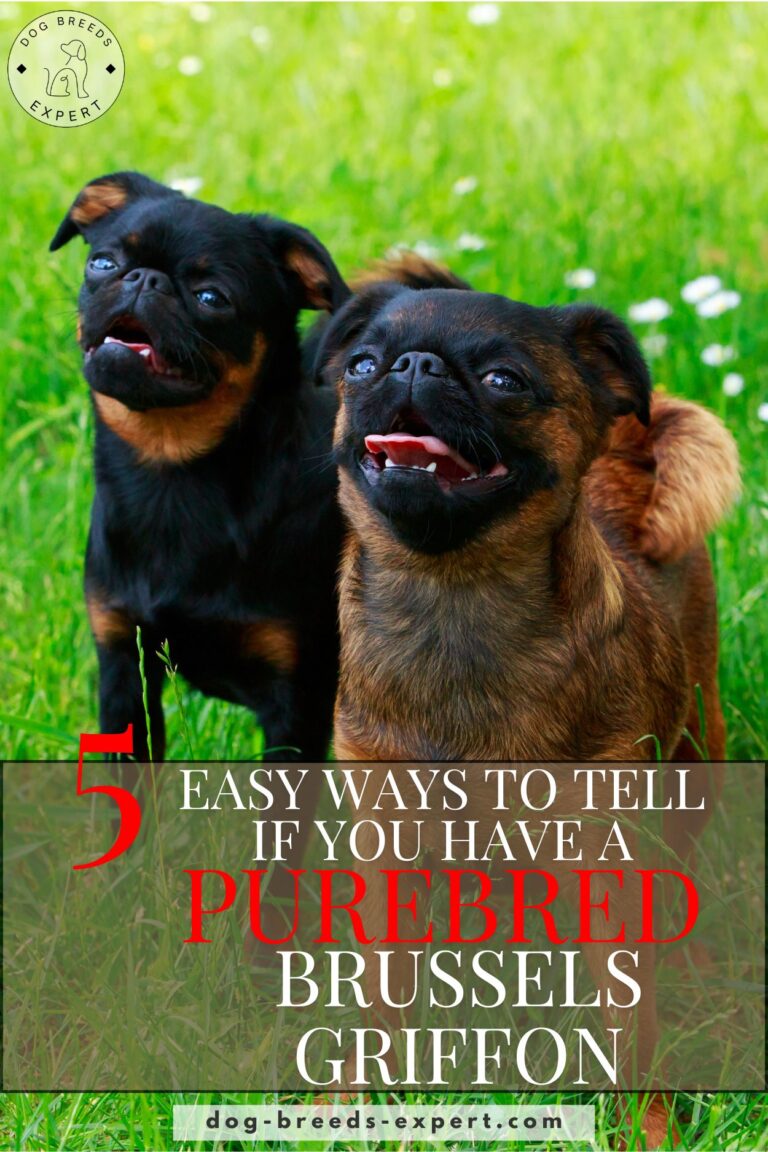 The Brussels Griffon. Find Out About This Rare Bearded Dog.