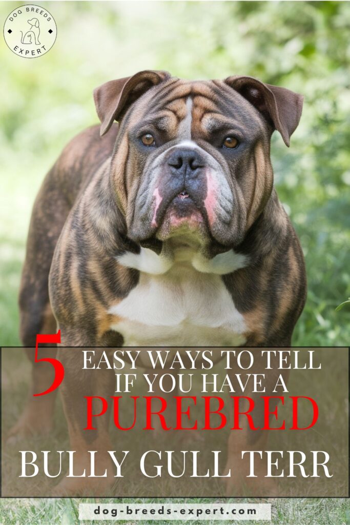 The Bully Gull Terr. Find Out About This Rare Pakistani Breed