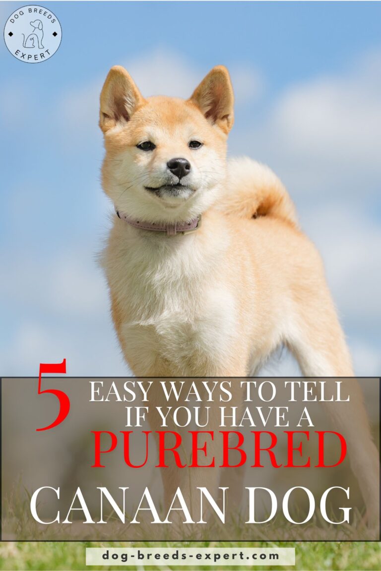 Canaan Dog Breed Review - Israel's National Dog