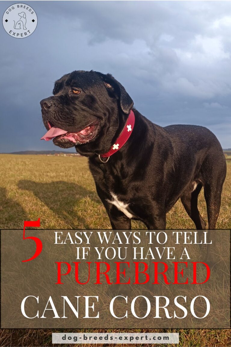Cane Corso Dogs Are A Type Of Mastiff. The Breed For You?