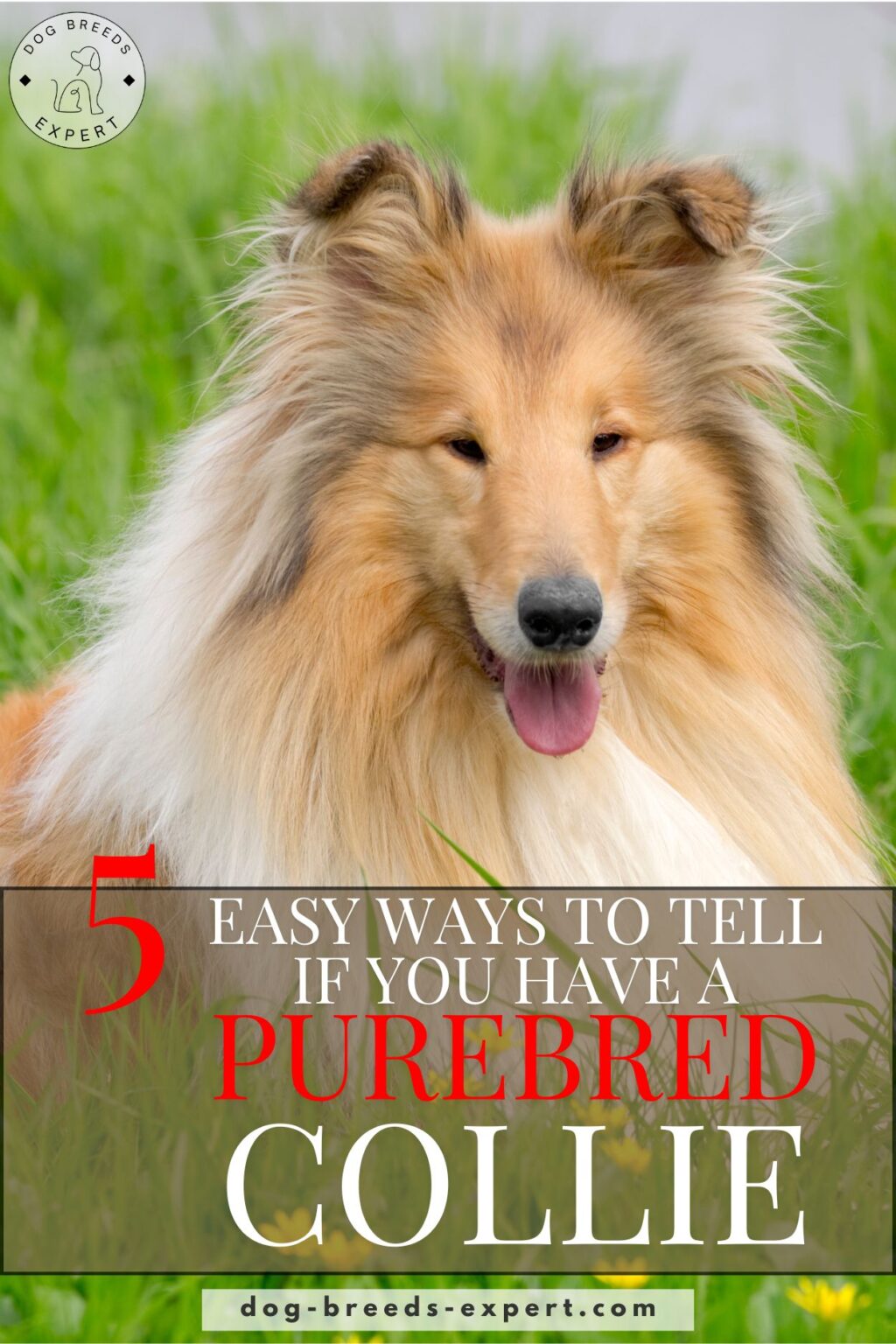 Collie Dog Breed - Profile And Pictures