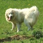 Great Pyrenees Dog Breed - The Pyrenean Mountain Dog