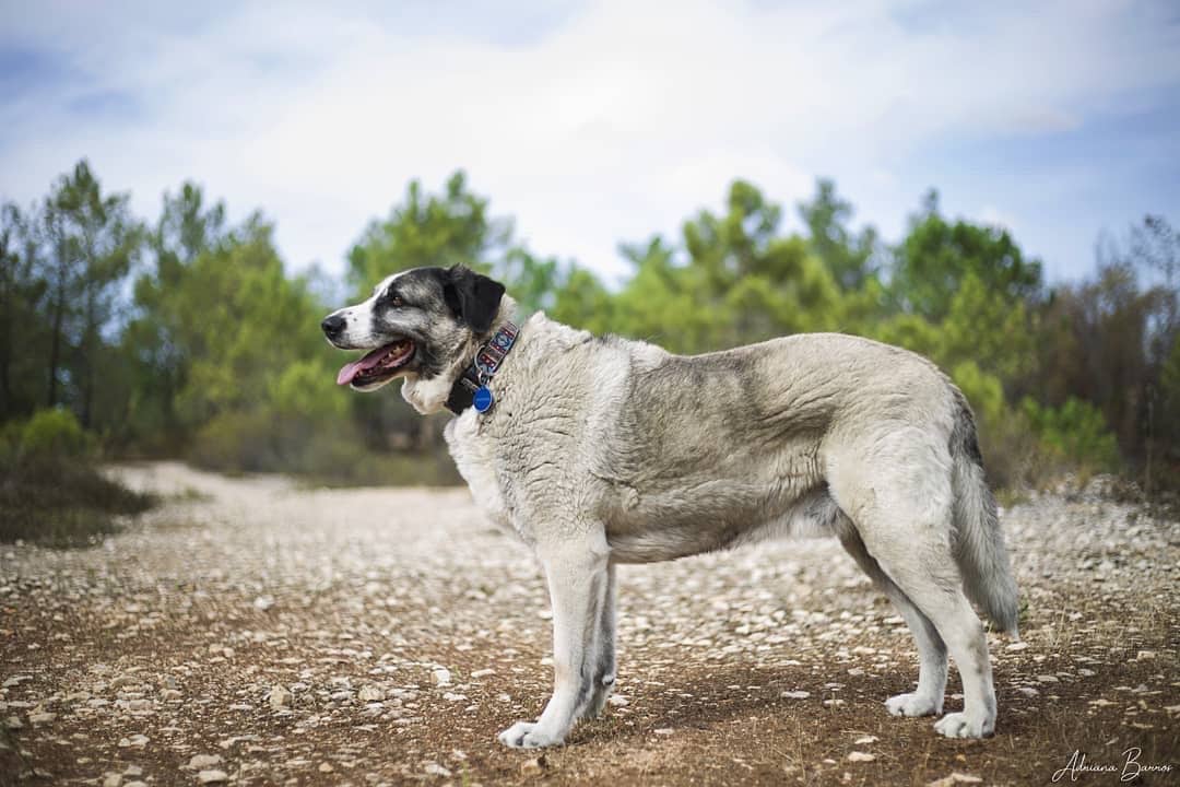 The Rafeiro Do Alentejo Dog Breed - The Portuguese Mastiff
