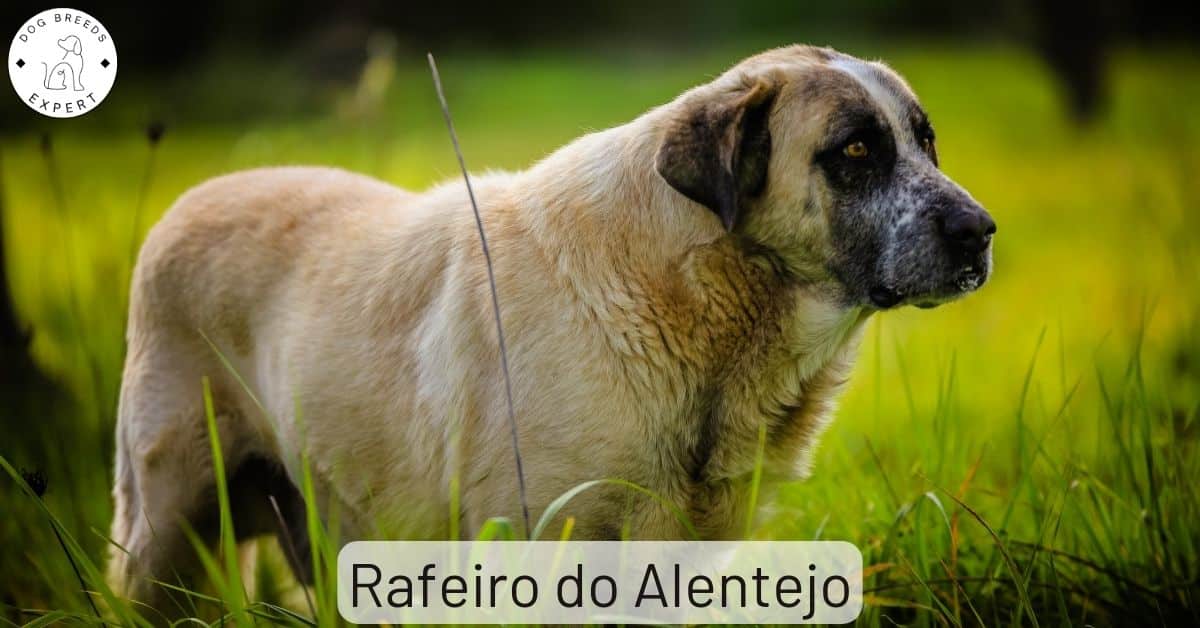The Rafeiro Do Alentejo Dog Breed - The Portuguese Mastiff