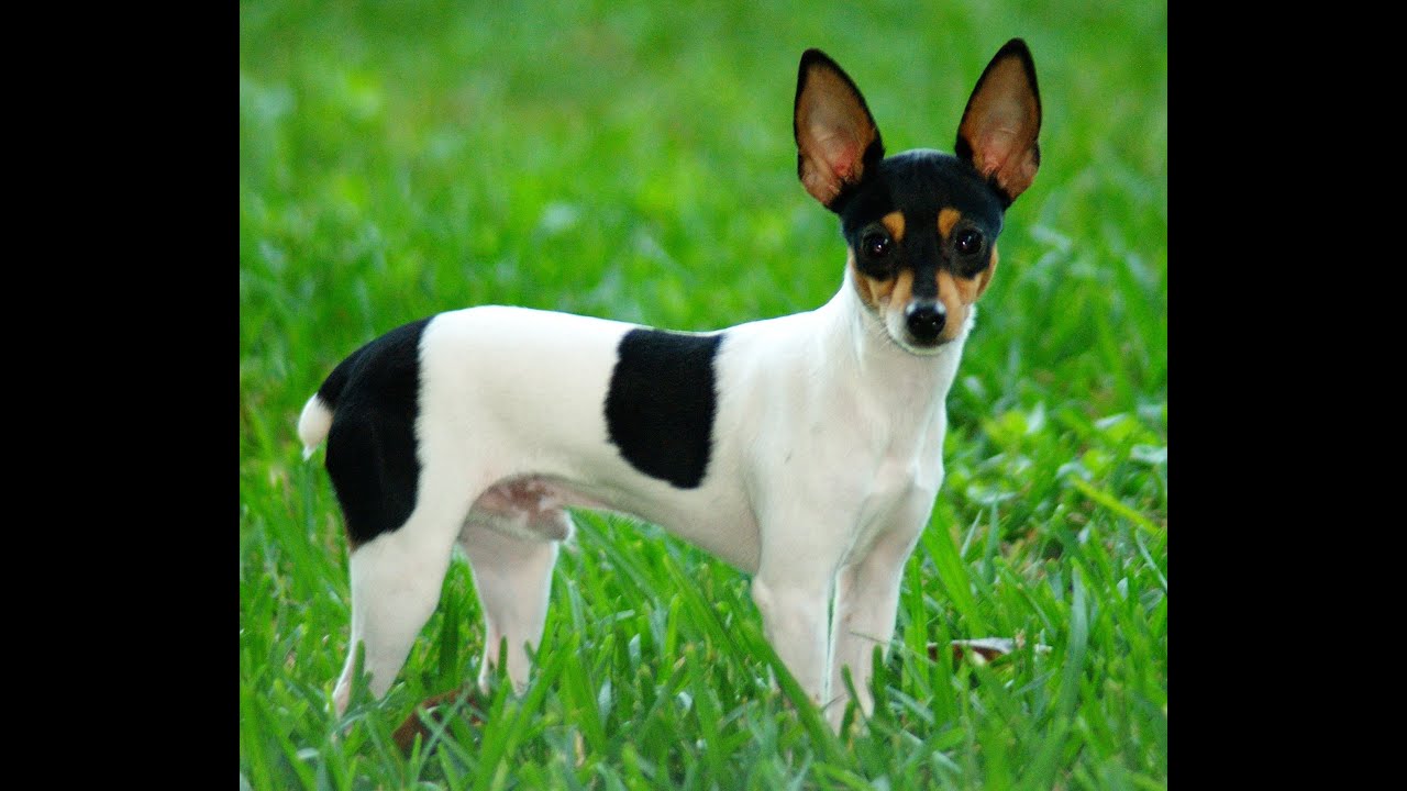 The Rat Terrier Dog Is From The USA - The Breed For You?