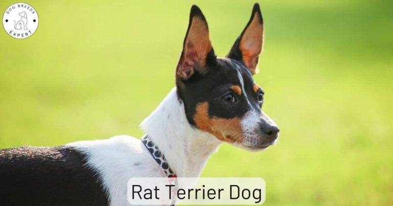 The Rat Terrier Dog Is From The USA - The Breed For You?