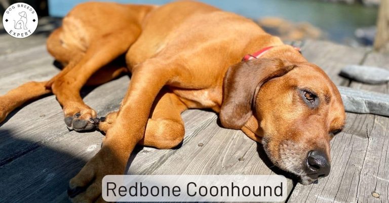 The Redbone Coonhound Dog - A Breed Profile With Photos And Info
