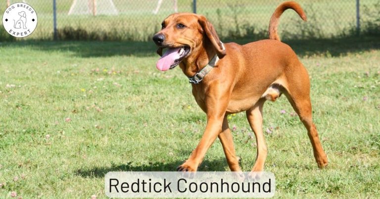The Redtick Coonhound - The American English Coonhound