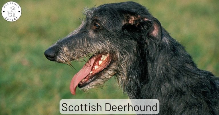 The Scottish Deerhound - A Very Tall Dog With A Soft Nature.