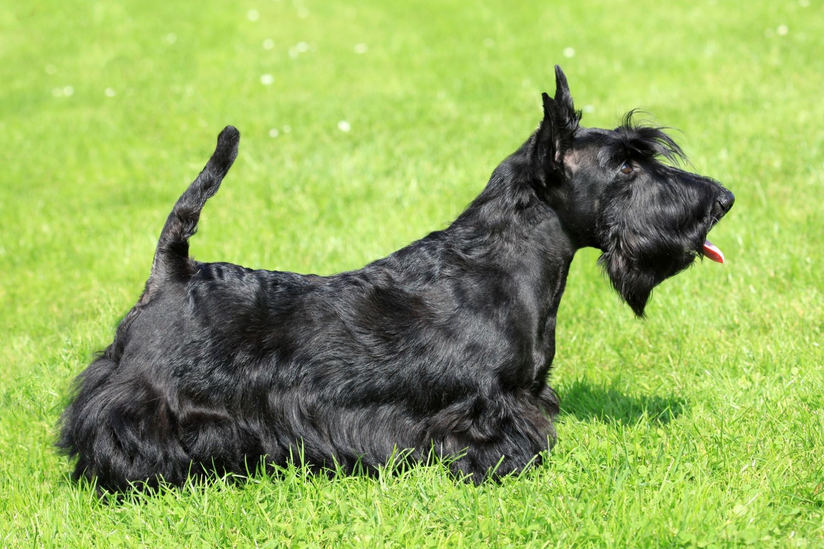 The Scottish Dog Breeds. Which Breed Is From Scotland?