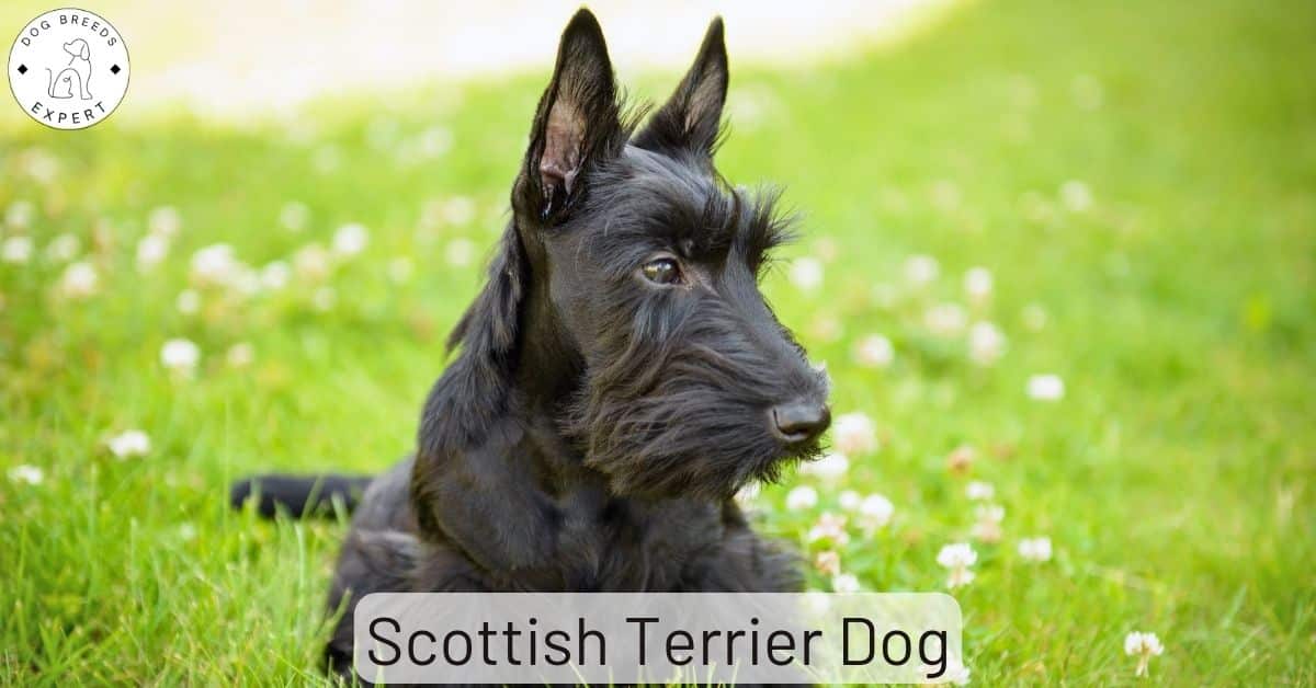 The Scottish Terrier Dog Breed Is Spirited And Bright