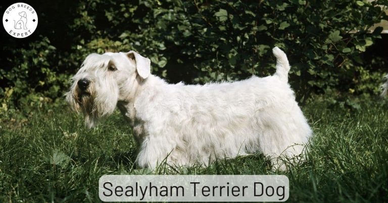 The Sealyham Terrier Is A Small Dog From Wales, United Kingdom.