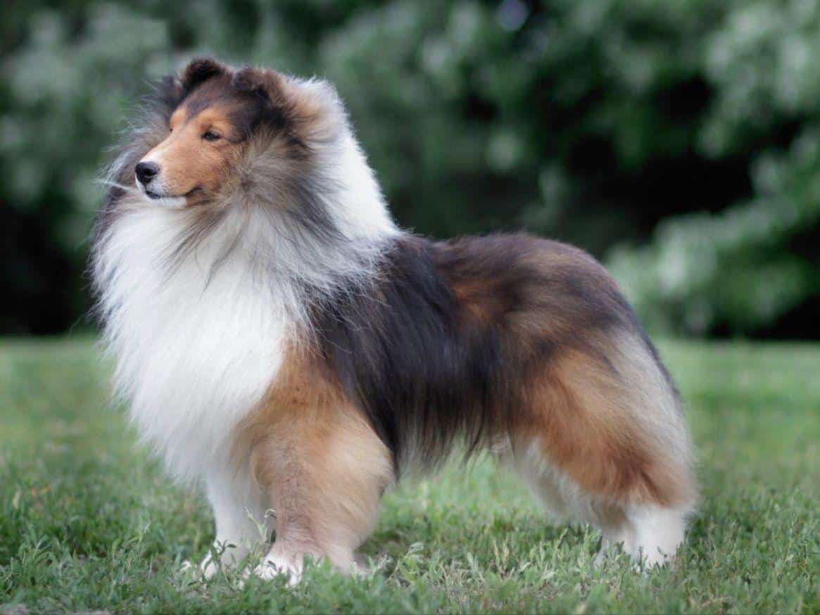 The Shetland Sheepdog, From The Shetland Islands Of Scotland
