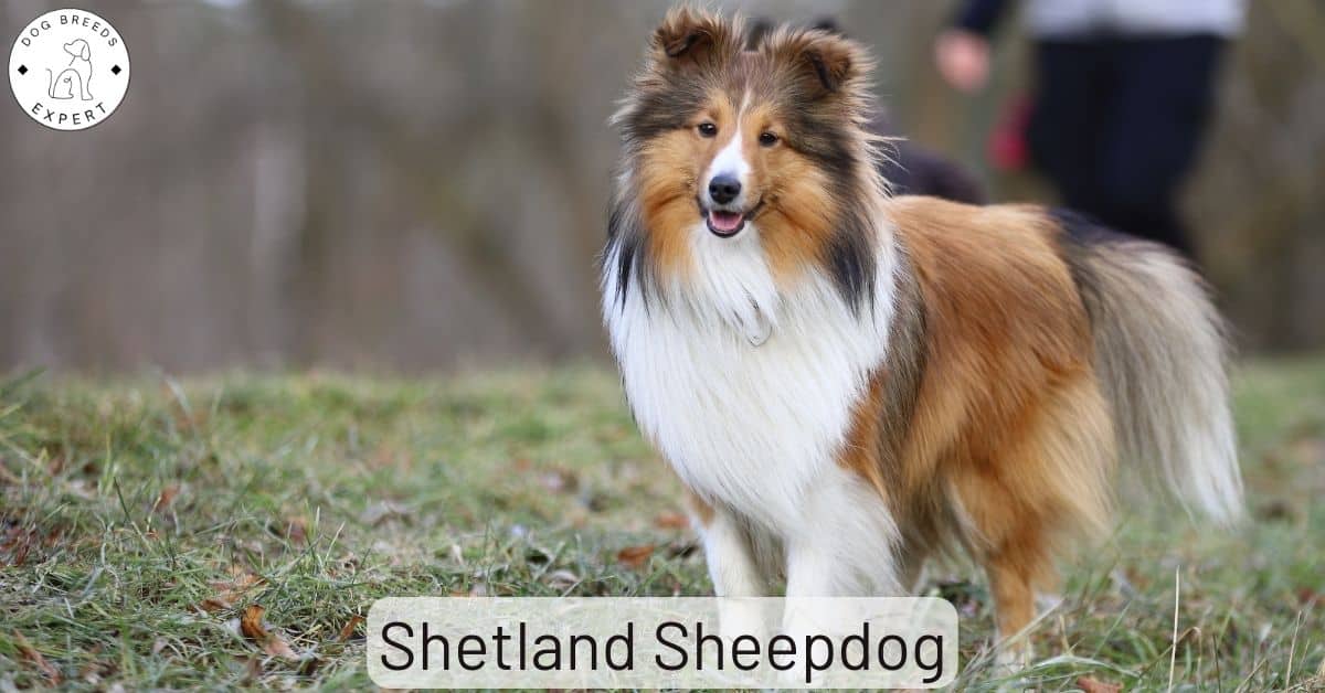 Are Shetland Sheepdogs Easy To Train